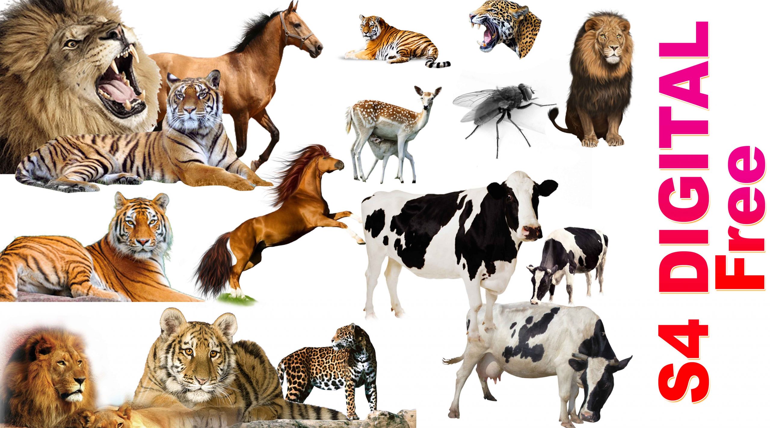 Animal PSD Collection - Kutty Tech